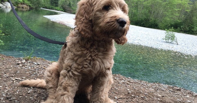 What are the essential elements of a website? | Red Ridge Doodles