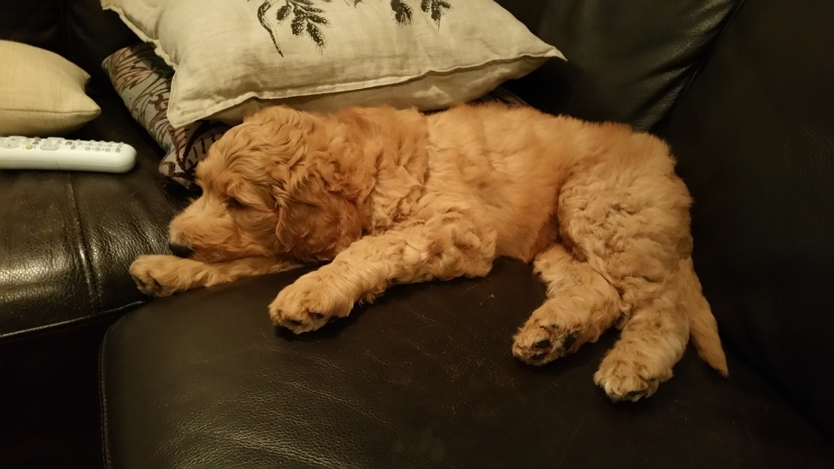 Create A New Blog In Minutes | Red Ridge Doodles