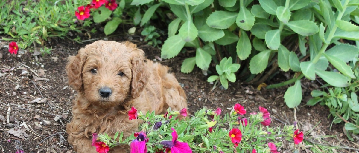 Red Ridge Doodle. Beautiful Goldeendoodle Puppies For Sale. Adopt A ...