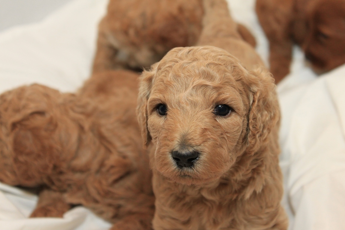 Puppies | Red Ridge Doodles