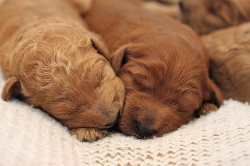 Puppies | Red Ridge Doodles