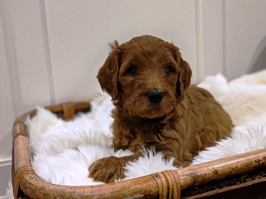 Puppies | Red Ridge Doodles