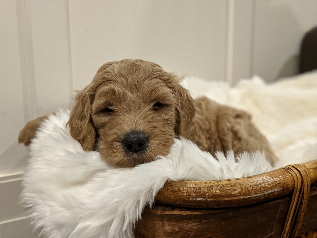 Puppies | Red Ridge Doodles