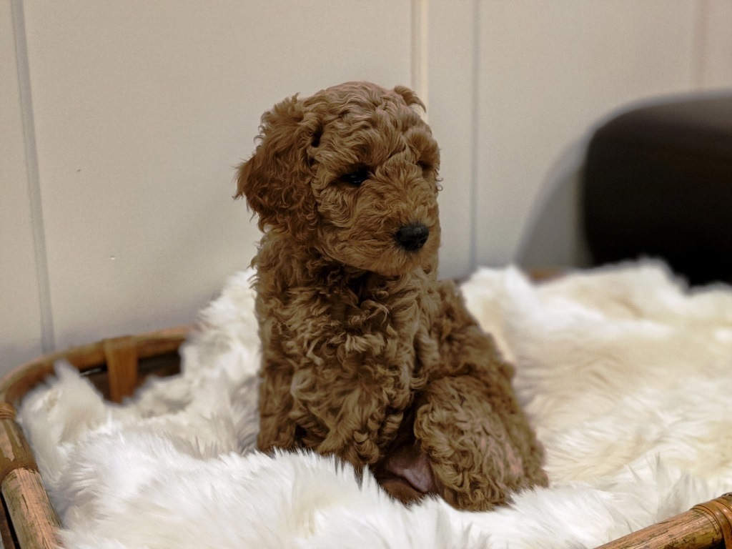 Puppies | Red Ridge Doodles