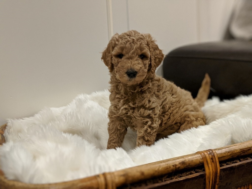 Puppies | Red Ridge Doodles