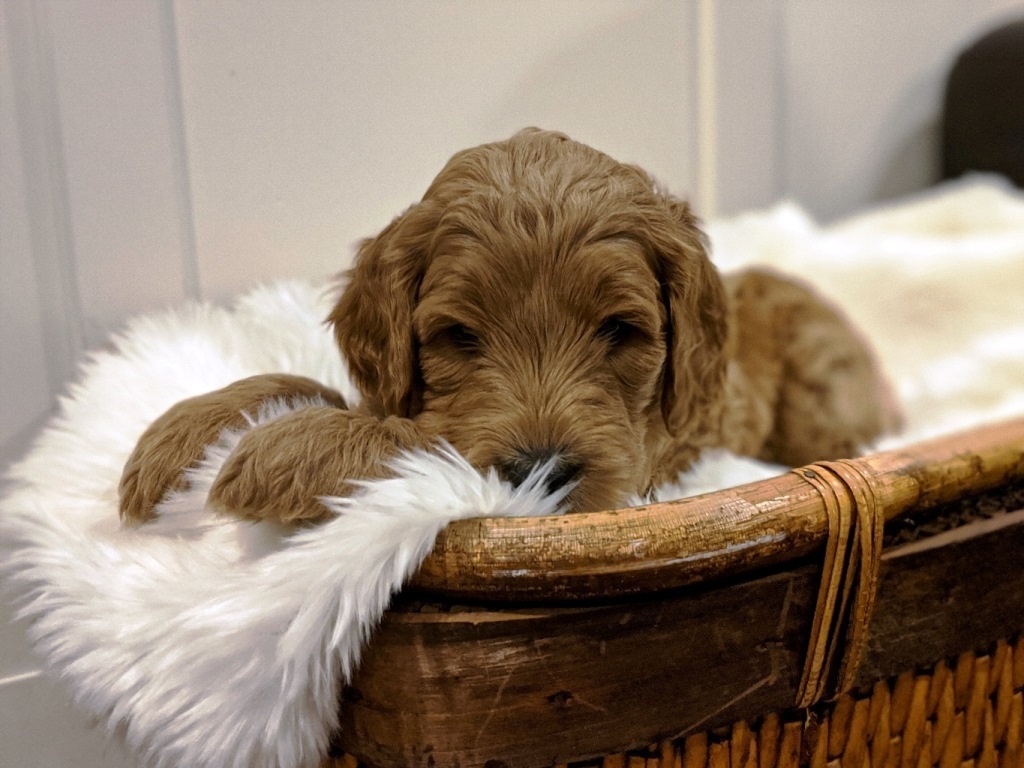 Puppies | Red Ridge Doodles