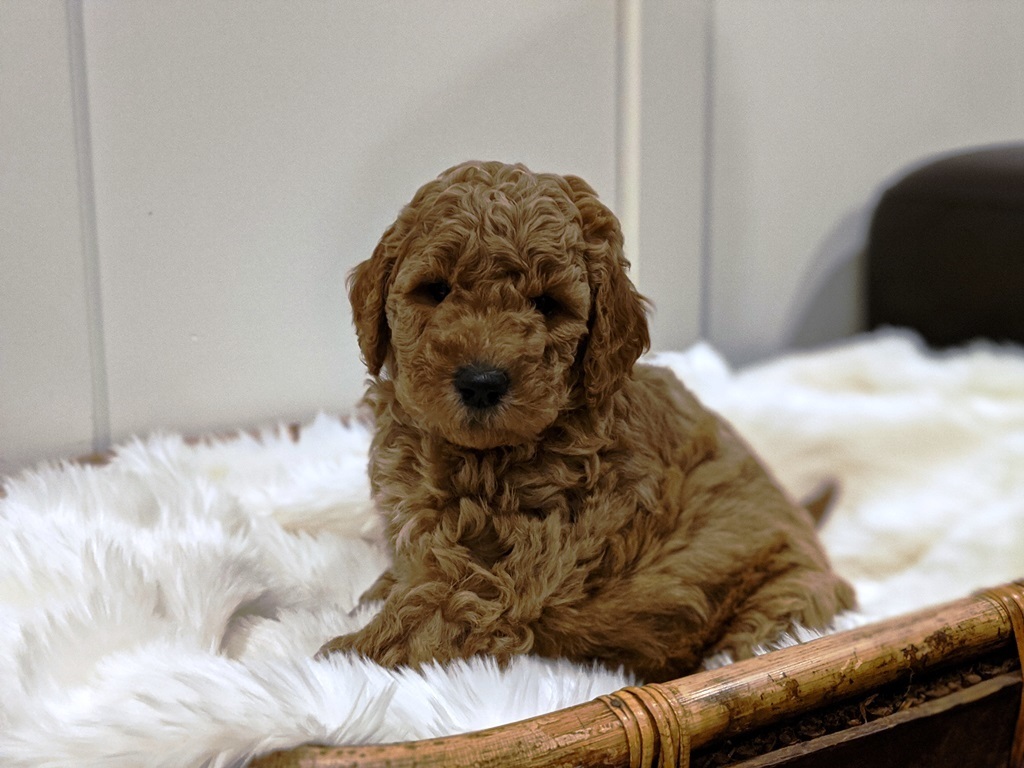 Puppies | Red Ridge Doodles