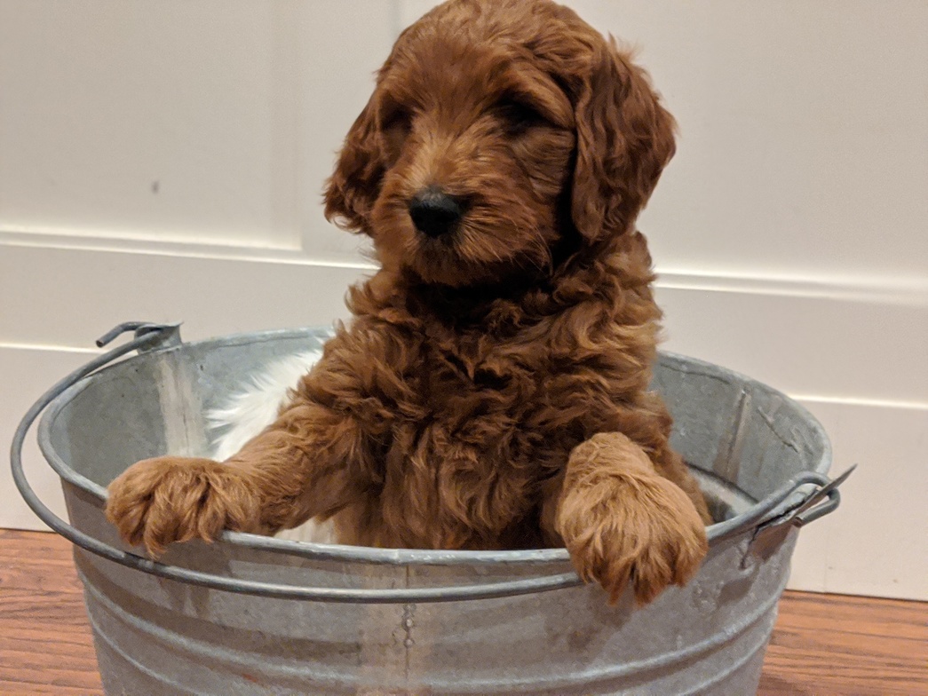 Puppies | Red Ridge Doodles