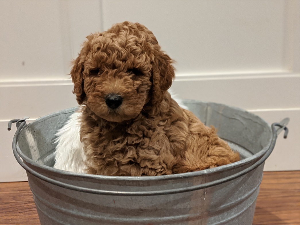 Puppies | Red Ridge Doodles