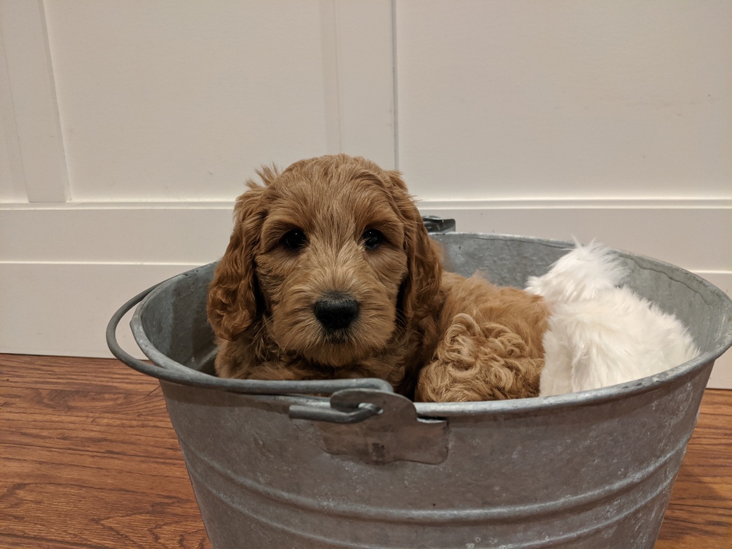 Puppies | Red Ridge Doodles