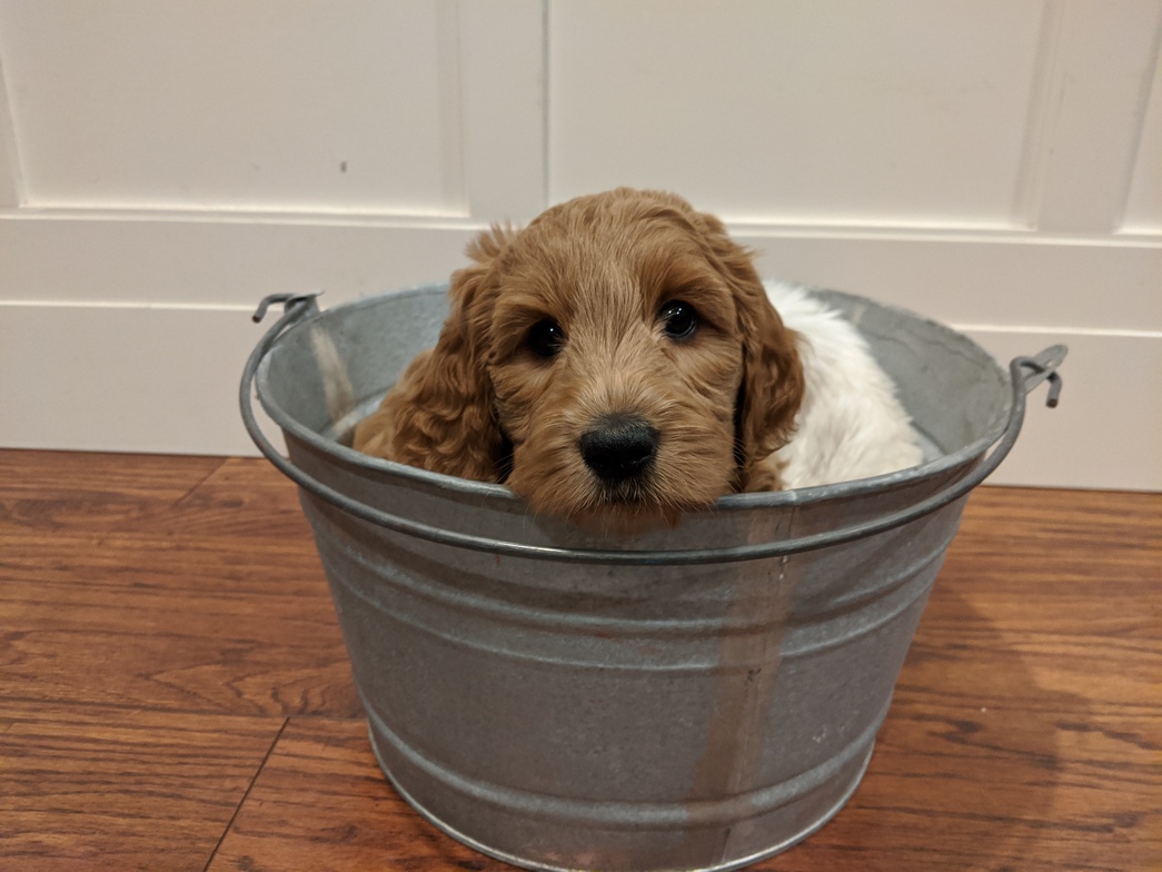 Puppies | Red Ridge Doodles