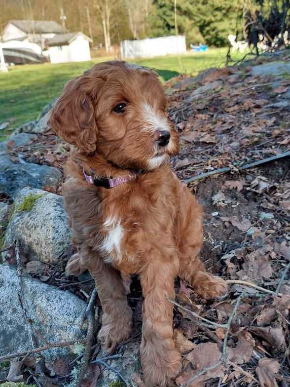 Puppies | Red Ridge Doodles