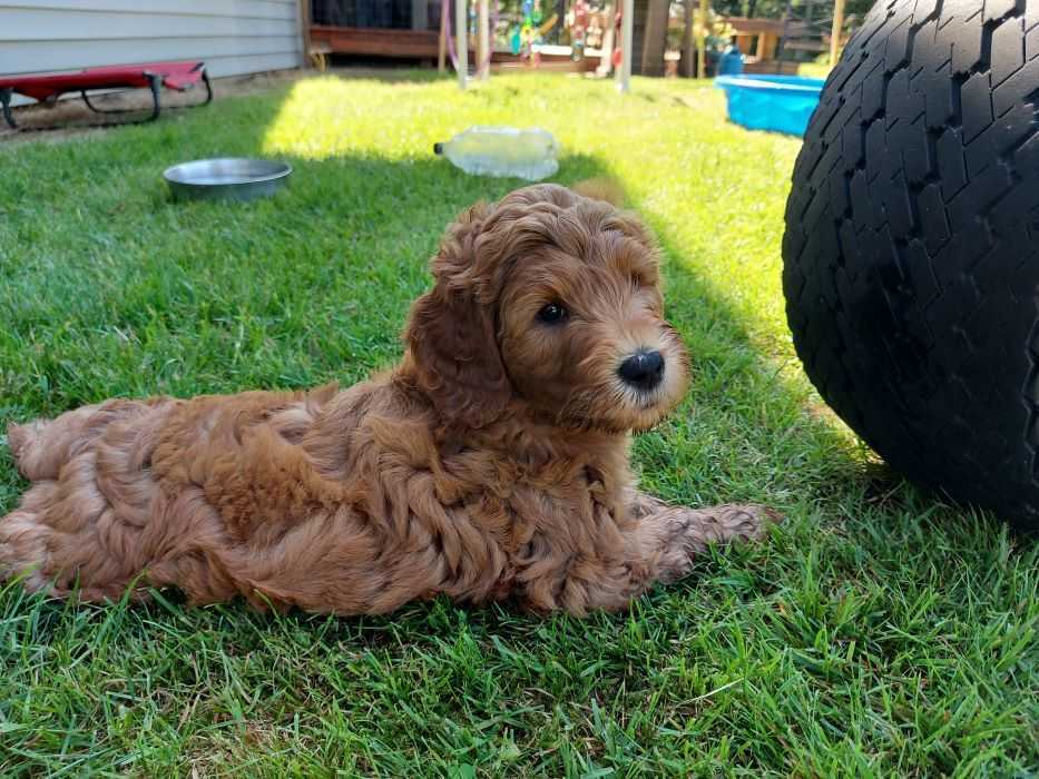 Puppies | Red Ridge Doodles