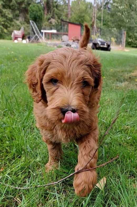 Puppies | Red Ridge Doodles