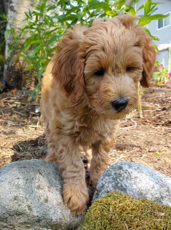 Puppies | Red Ridge Doodles