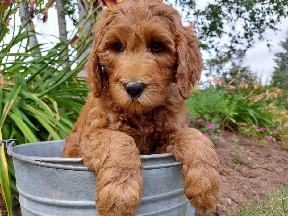 Puppies | Red Ridge Doodles