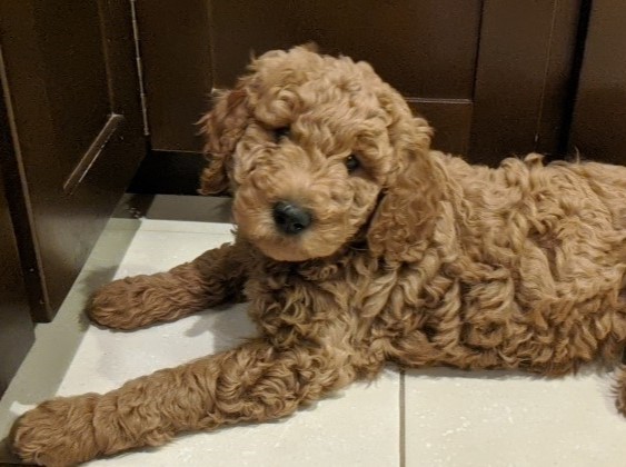 Puppies | Red Ridge Doodles