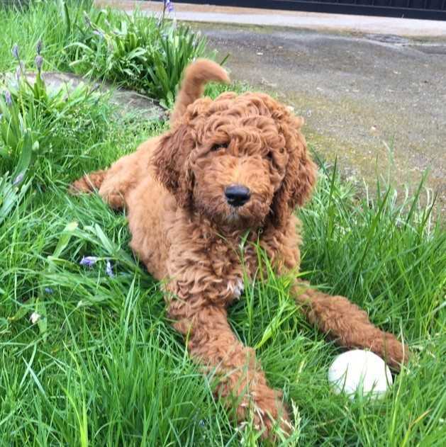 Puppies | Red Ridge Doodles