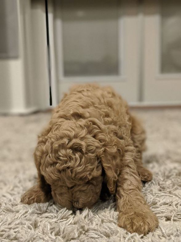 Puppies | Red Ridge Doodles