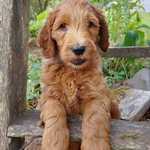 Puppies | Red Ridge Doodles