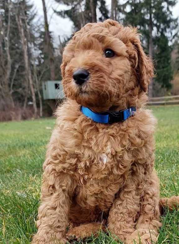 Puppies | Red Ridge Doodles