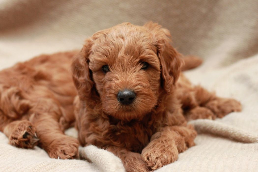 Puppies | Red Ridge Doodles