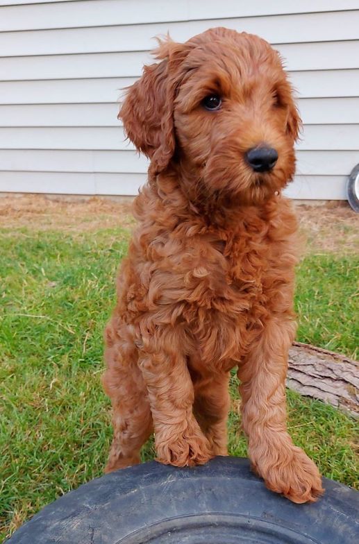 Puppies | Red Ridge Doodles