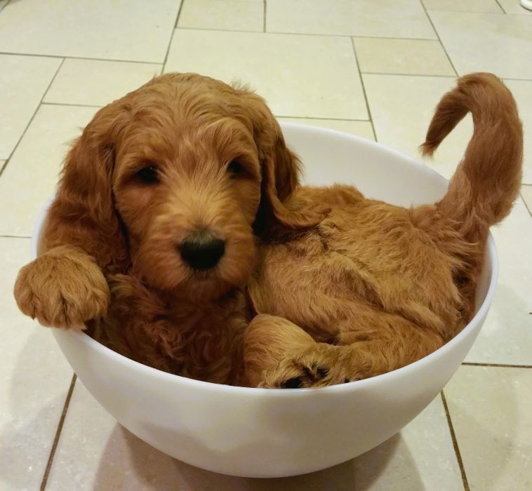 Puppies | Red Ridge Doodles