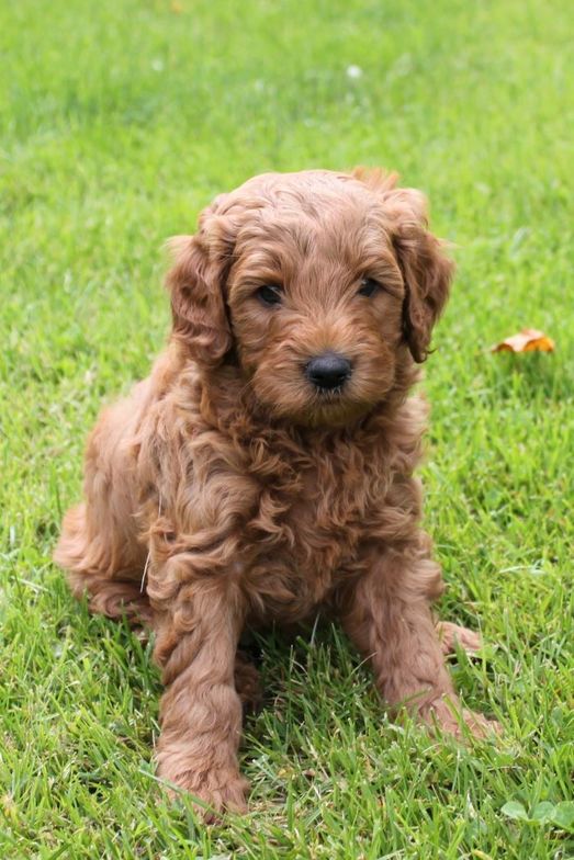 Puppies | Red Ridge Doodles