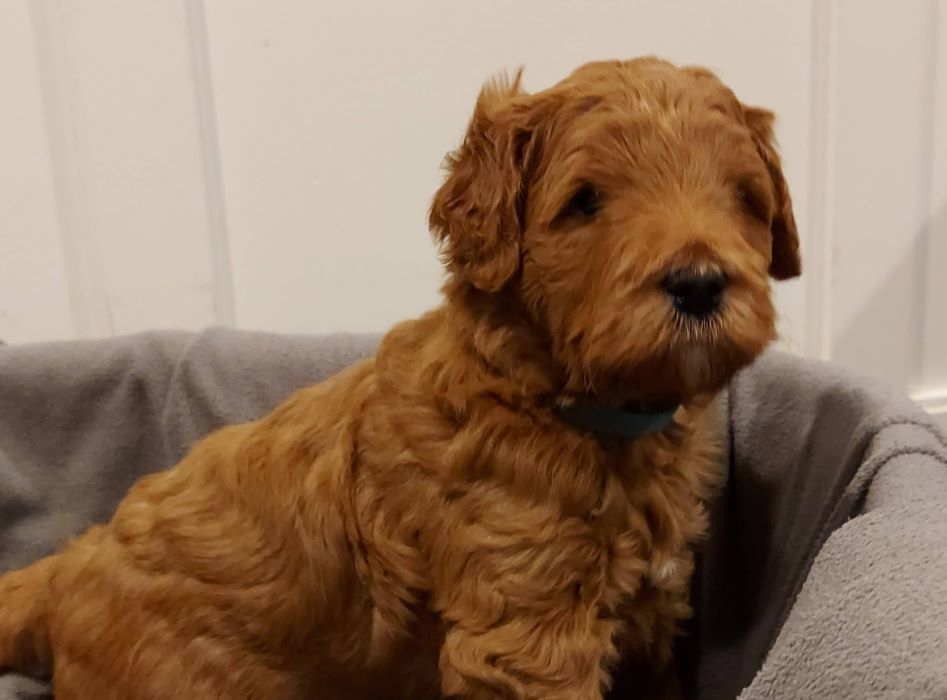 Puppies | Red Ridge Doodles