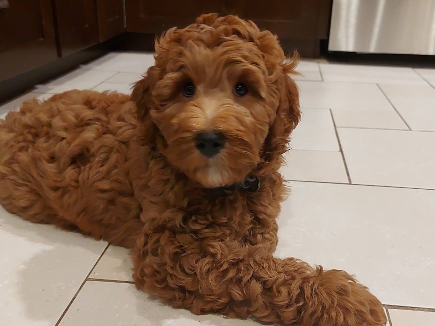 Puppies | Red Ridge Doodles