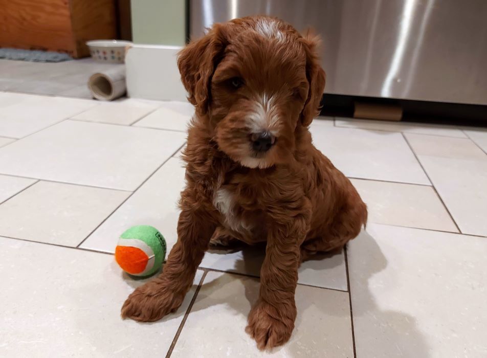 Puppies | Red Ridge Doodles