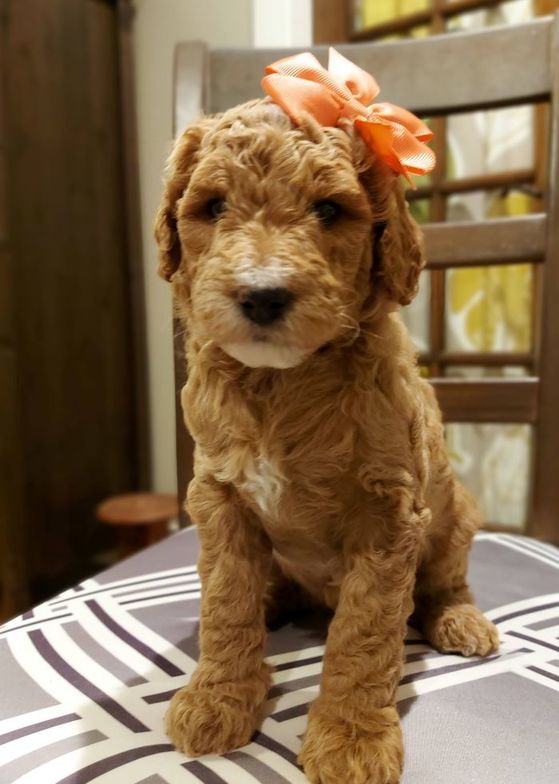 Puppies | Red Ridge Doodles