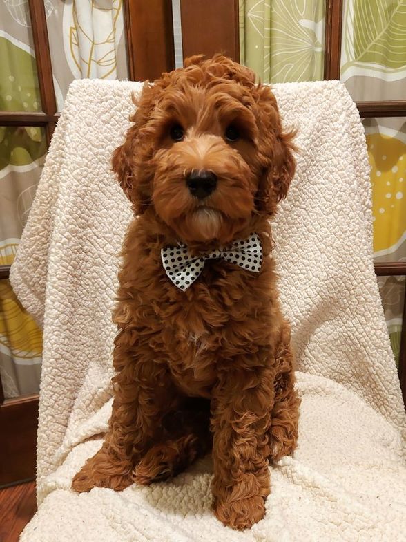 Puppies | Red Ridge Doodles