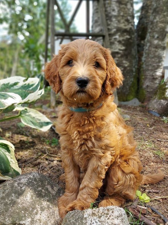 Puppies | Red Ridge Doodles