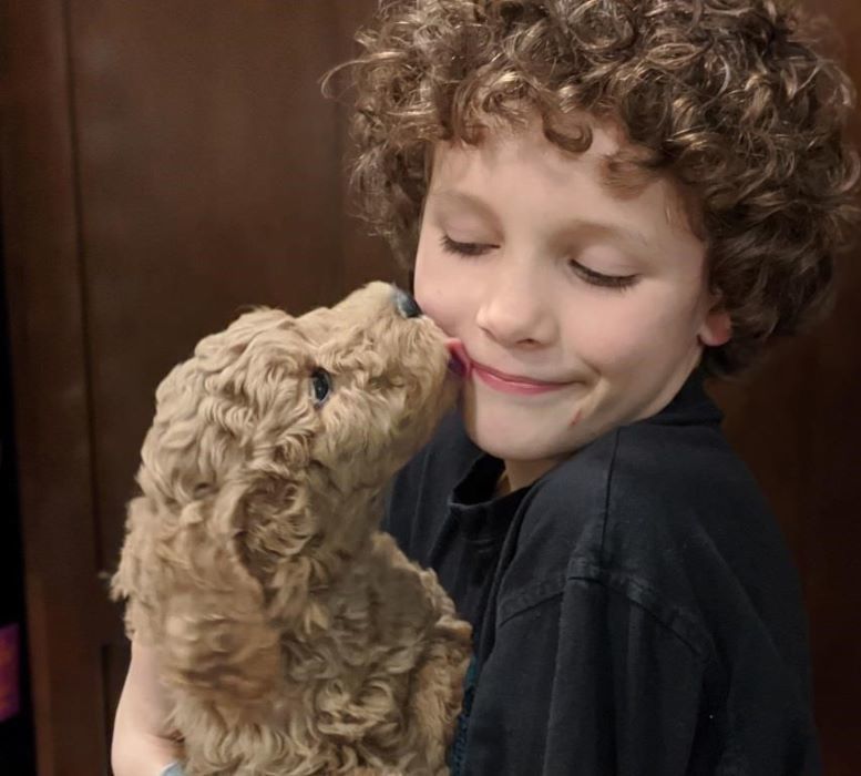 Puppies | Red Ridge Doodles