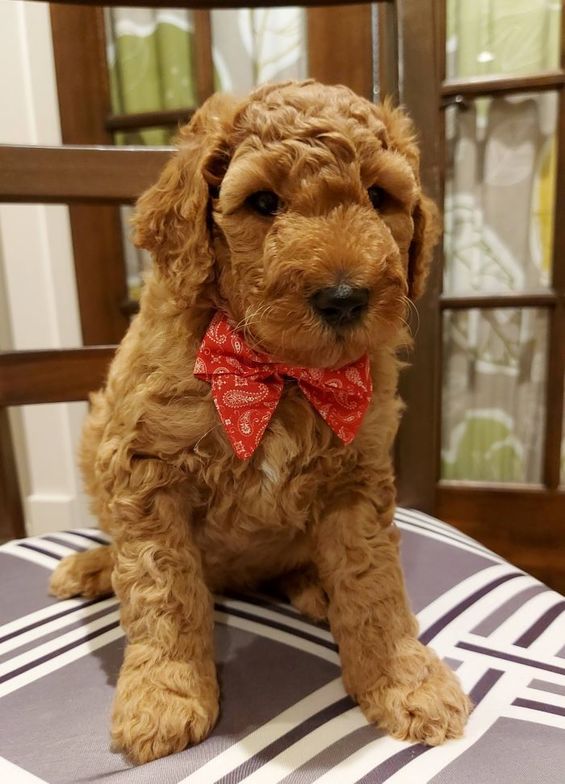 Puppies | Red Ridge Doodles