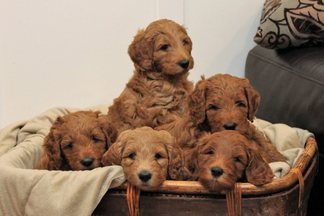 Puppies | Red Ridge Doodles