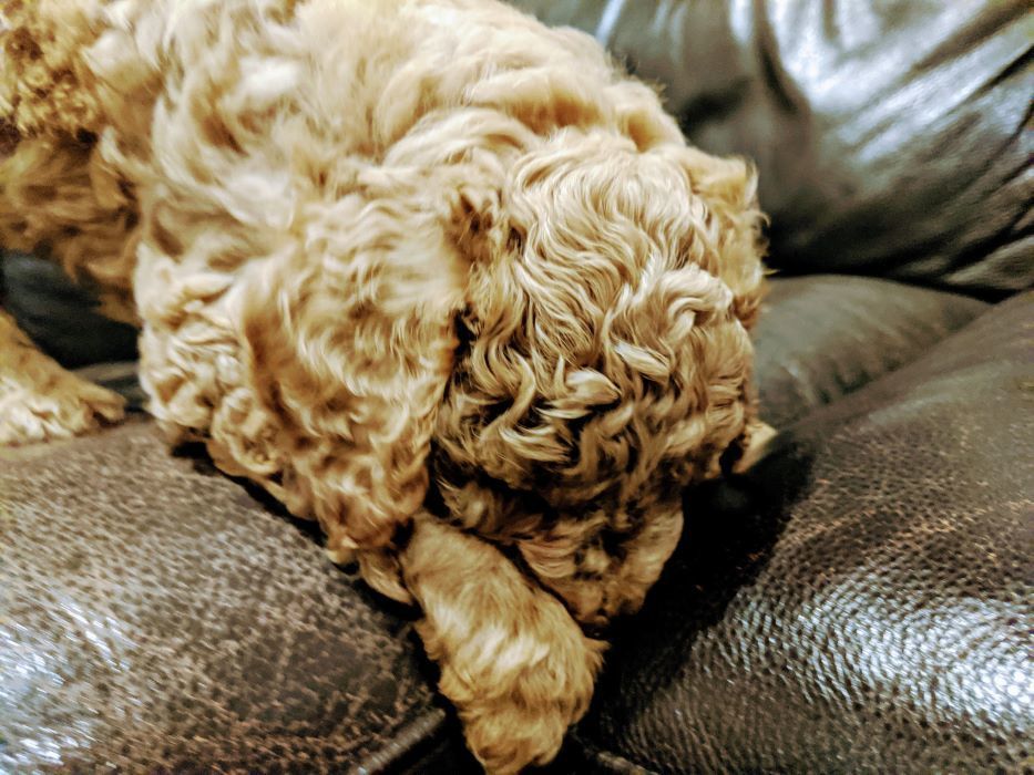 Puppies | Red Ridge Doodles