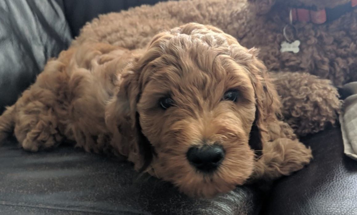 Puppies | Red Ridge Doodles