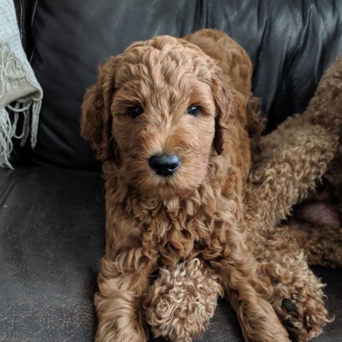 Puppies | Red Ridge Doodles