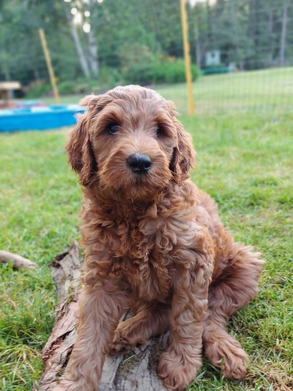 Puppies | Red Ridge Doodles