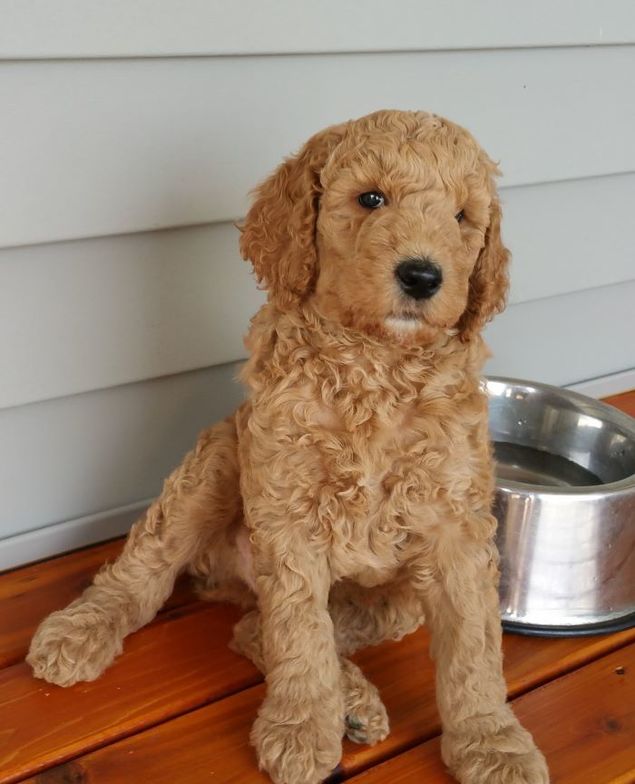 Puppies | Red Ridge Doodles