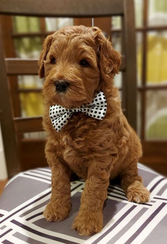 Puppies | Red Ridge Doodles