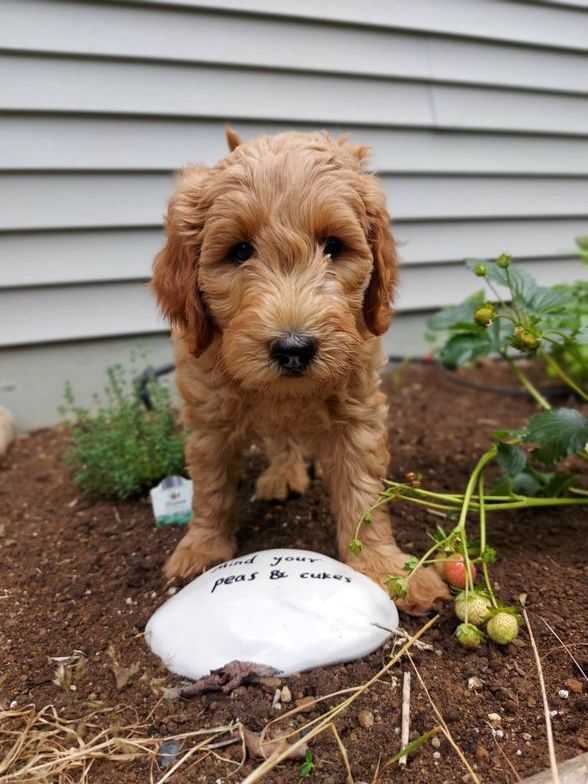 Puppies | Red Ridge Doodles