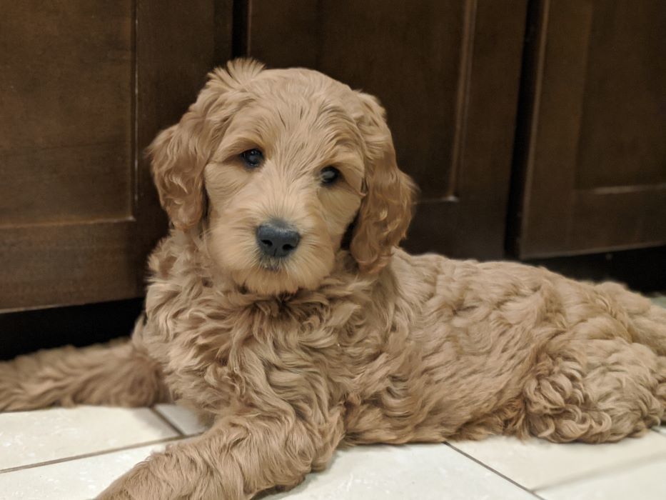 Puppies | Red Ridge Doodles