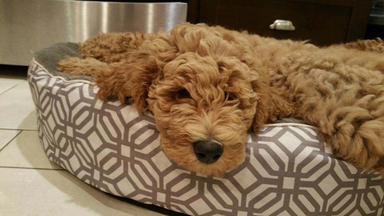 Puppies | Red Ridge Doodles