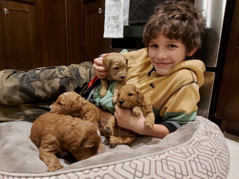 Puppies | Red Ridge Doodles