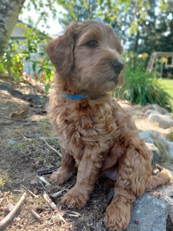 Puppies | Red Ridge Doodles