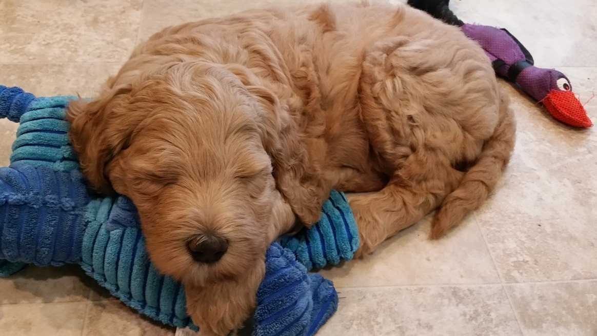 Puppies | Red Ridge Doodles